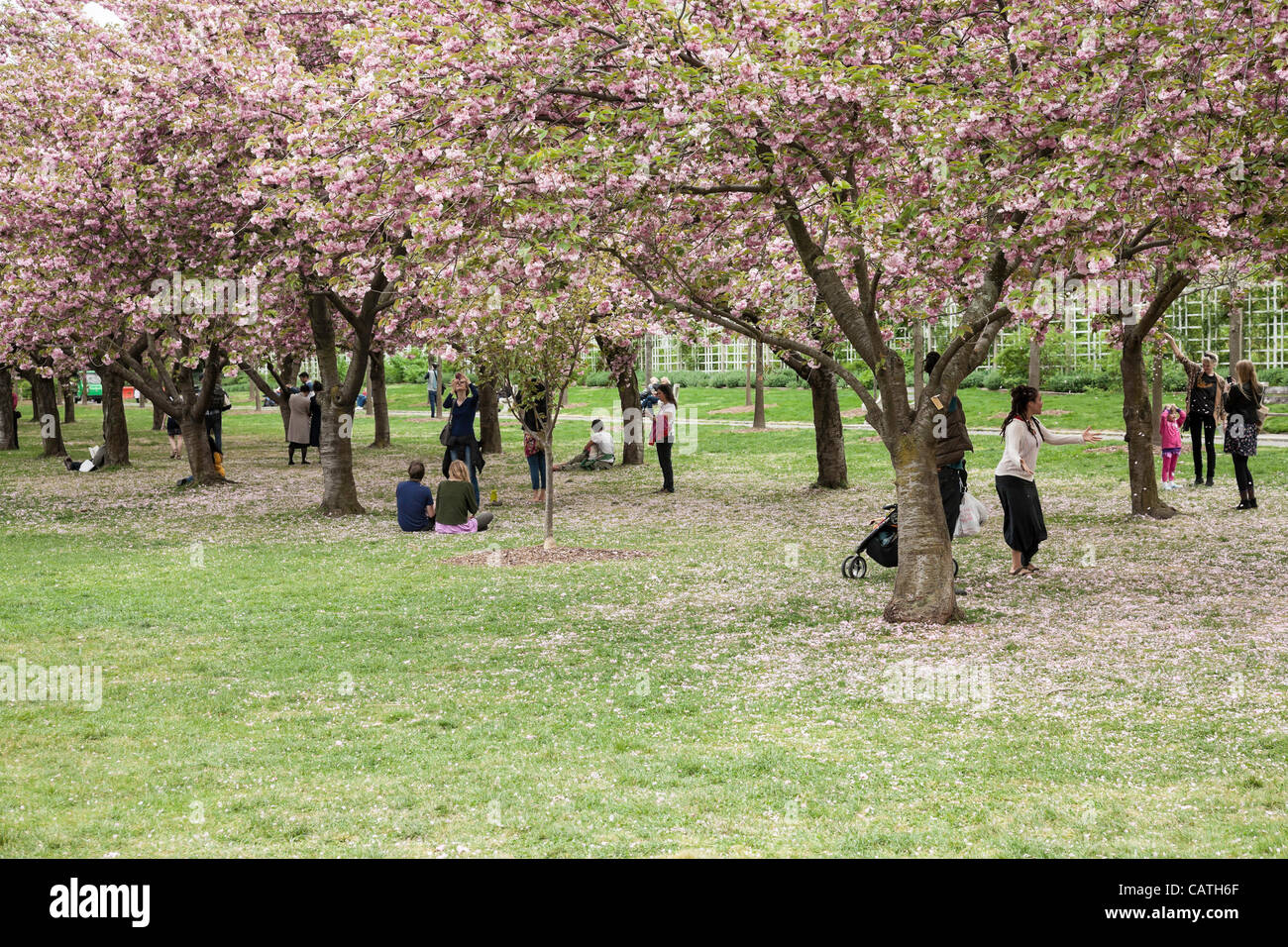 New York City, USA. 20 Apr 2012. Cherry Walk and Cherry Esplanade ...
