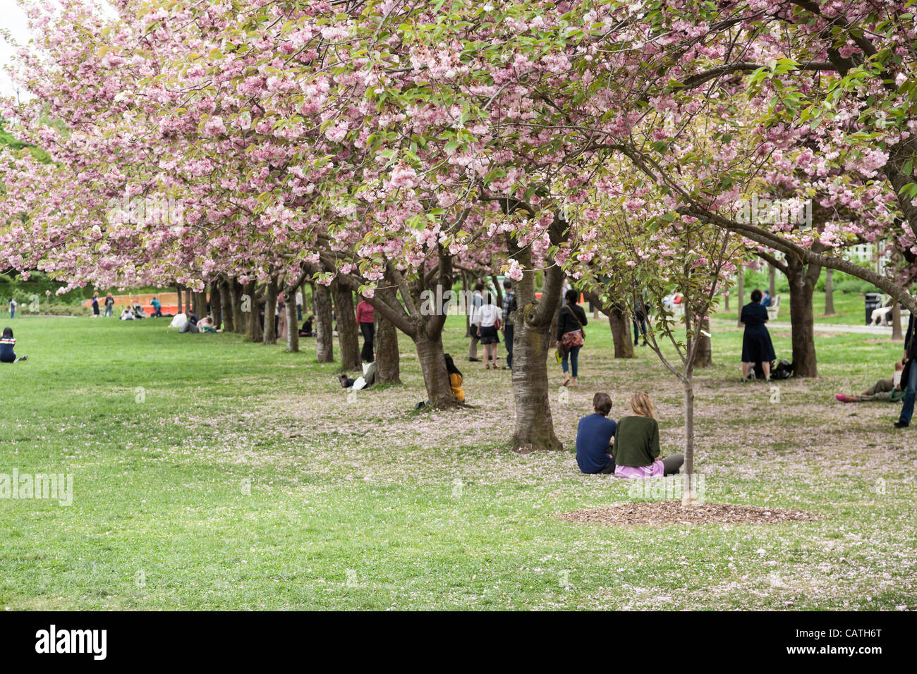 New York City, USA. 20 Apr 2012. Cherry Walk and Cherry Esplanade ...