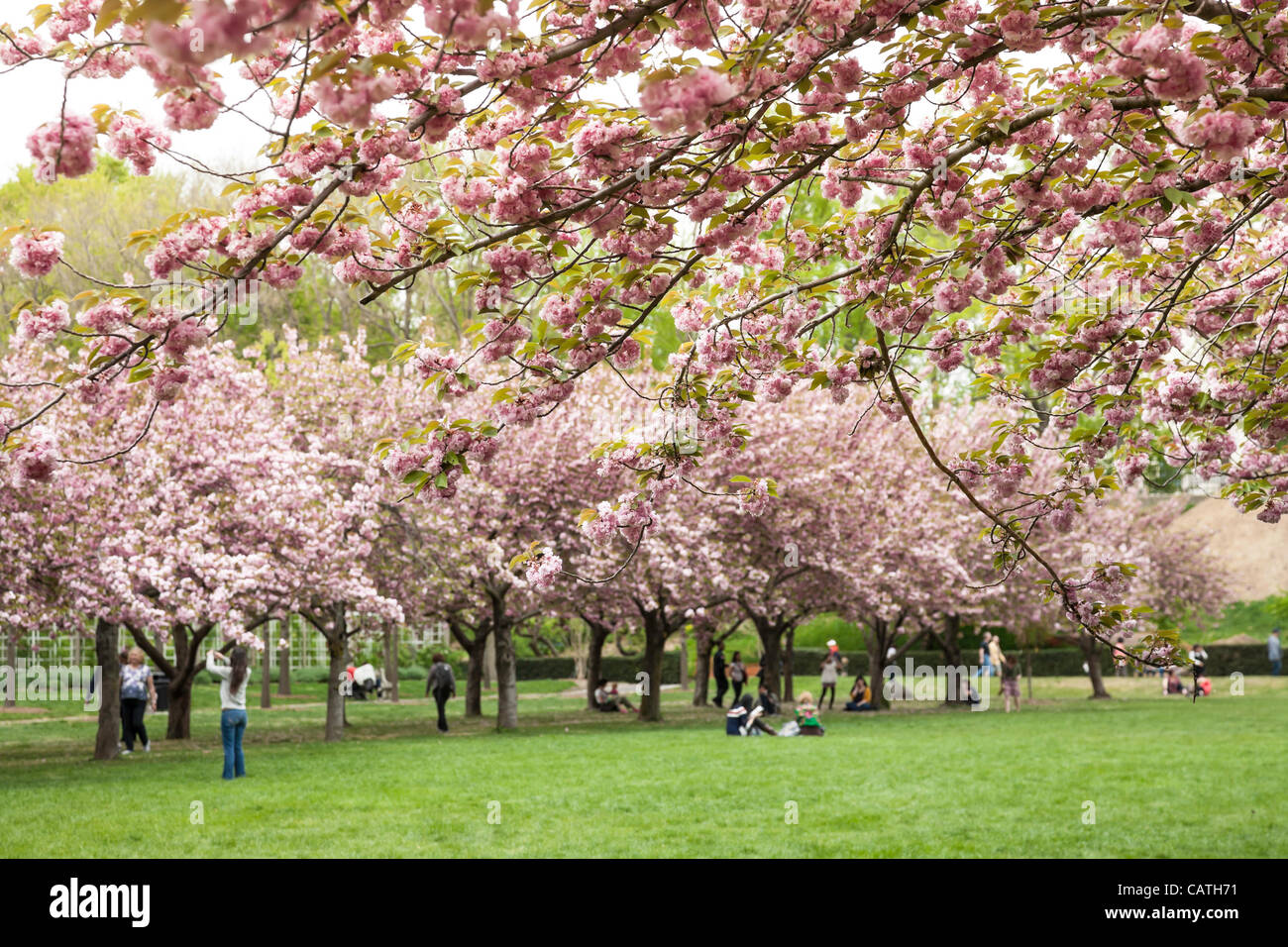 New York City, USA. 20 Apr 2012. Cherry Walk and Cherry Esplanade ...
