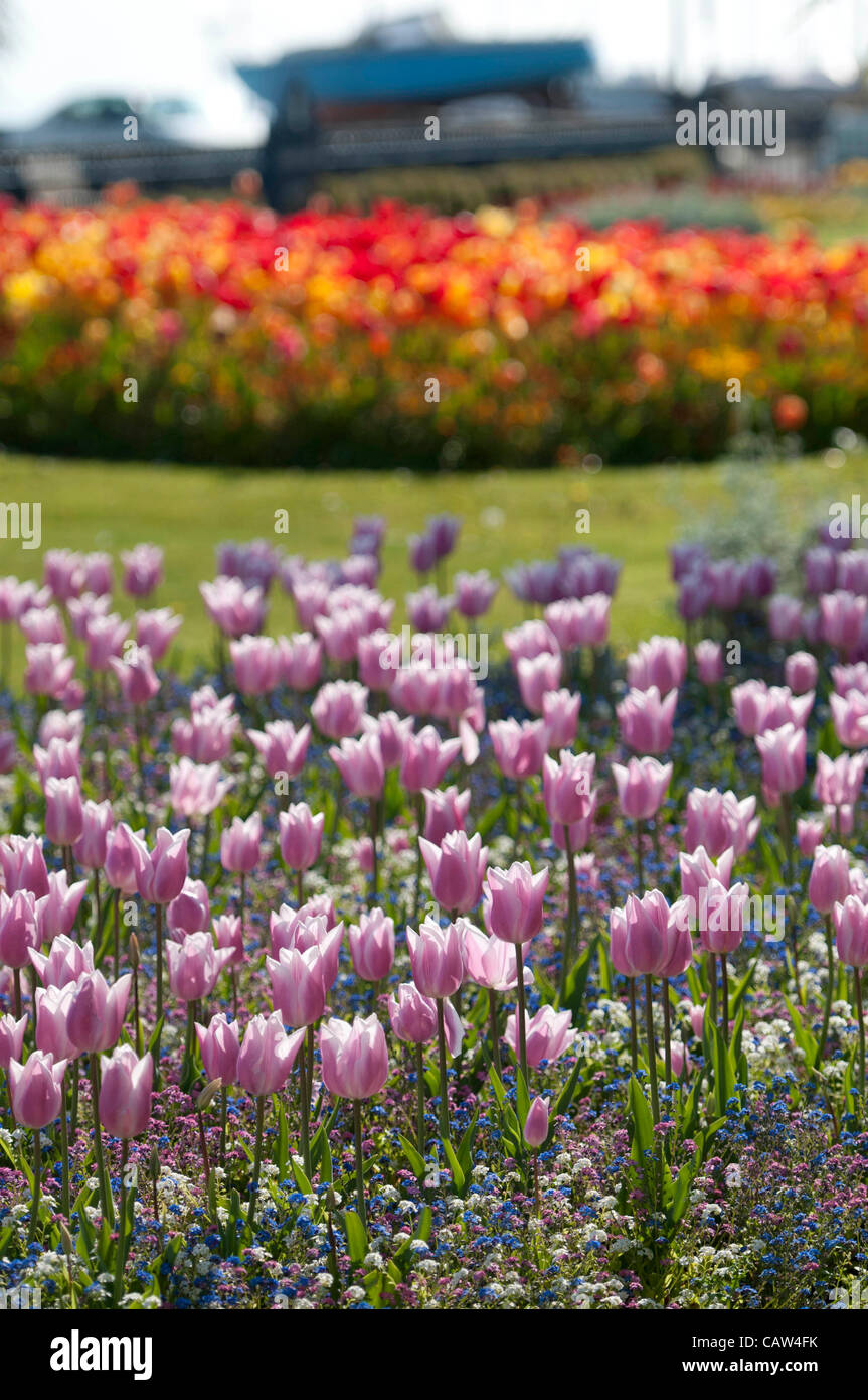 Swansea - UK - 24th April 2012 - Colourful tulip display on the flowers ...