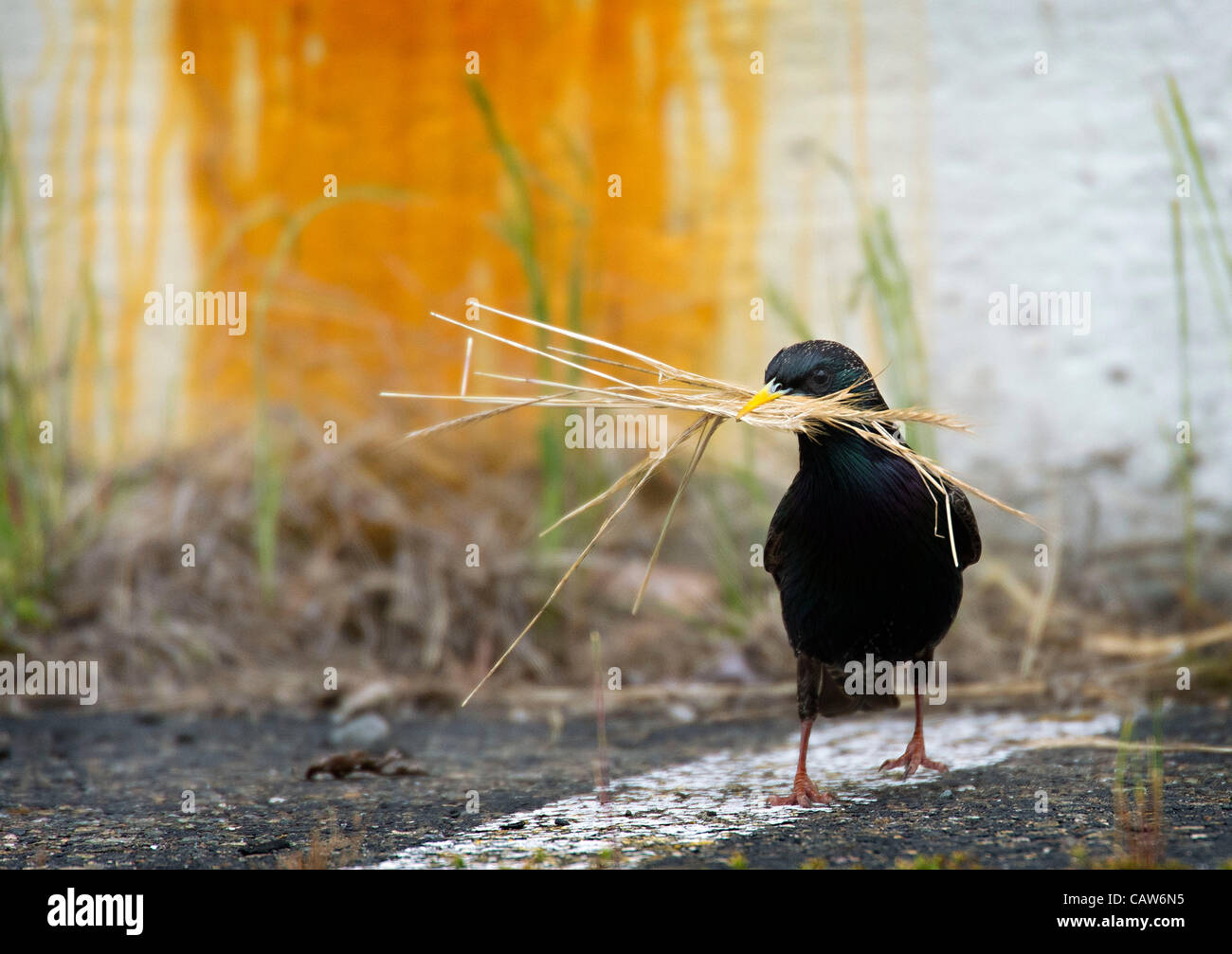 April 24, 2012 - Roseburg, Oregon, U.S - A starling gathers nest ...