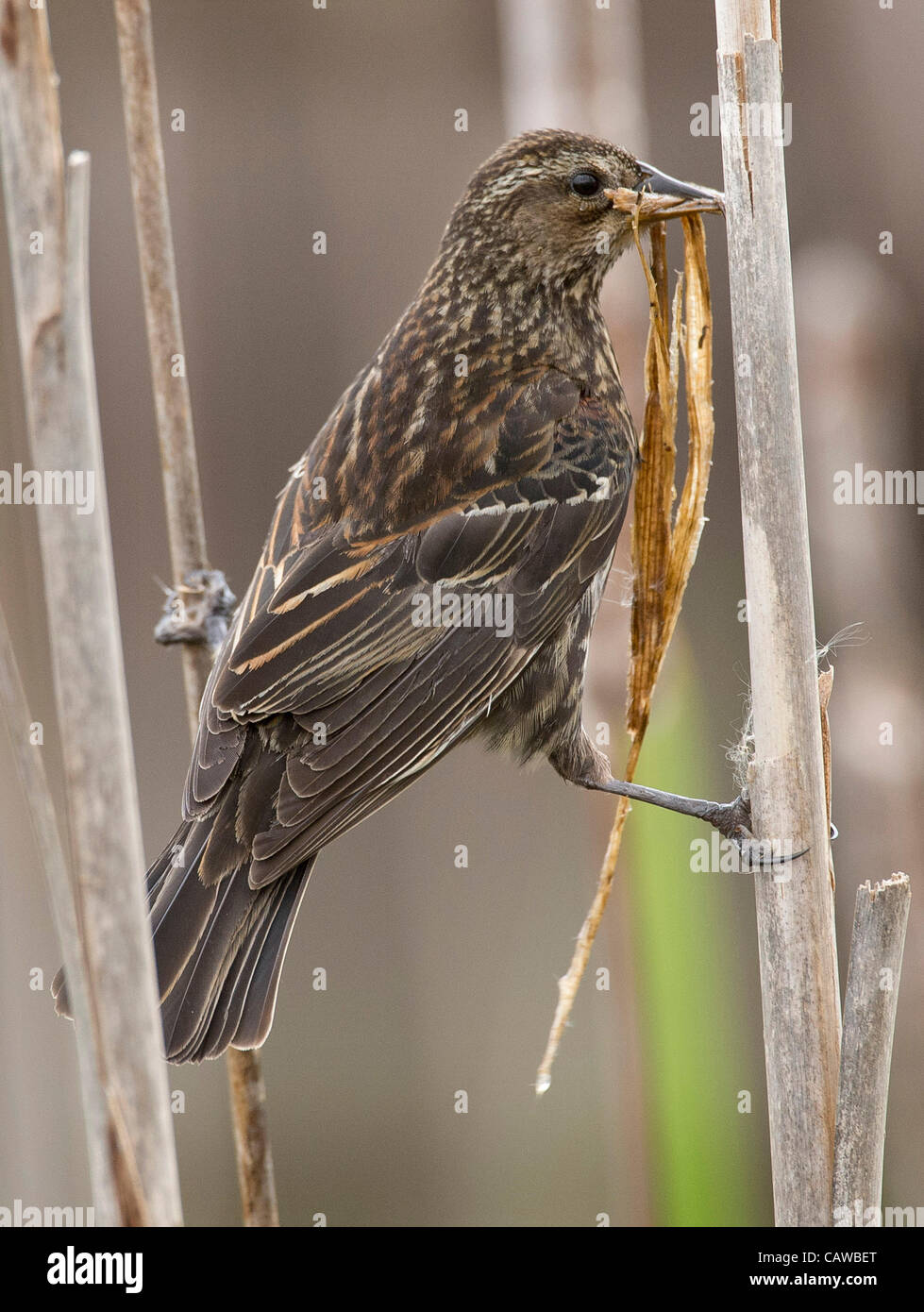 April 25, 2012 - Roseburg, Oregon, U.S - A female red winged blackbird ...
