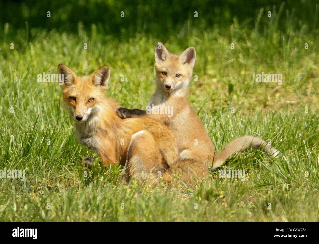 April 25, 2012 - Lexington, Kentucky, USA - A mother gray fox (urocyon ...