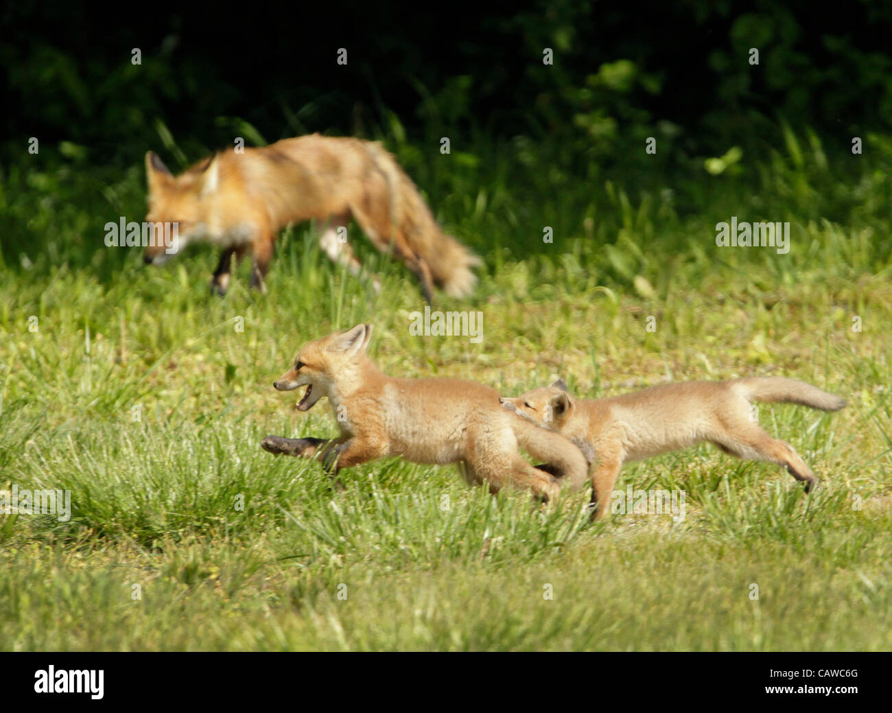 April 25, 2012 - Lexington, Kentucky, U.S. - A mother red fox (Vulpes ...