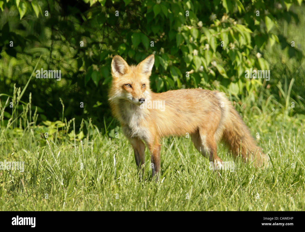 April 25, 2012 - Lexington, Kentucky, USA - A gray fox (urocyon ...