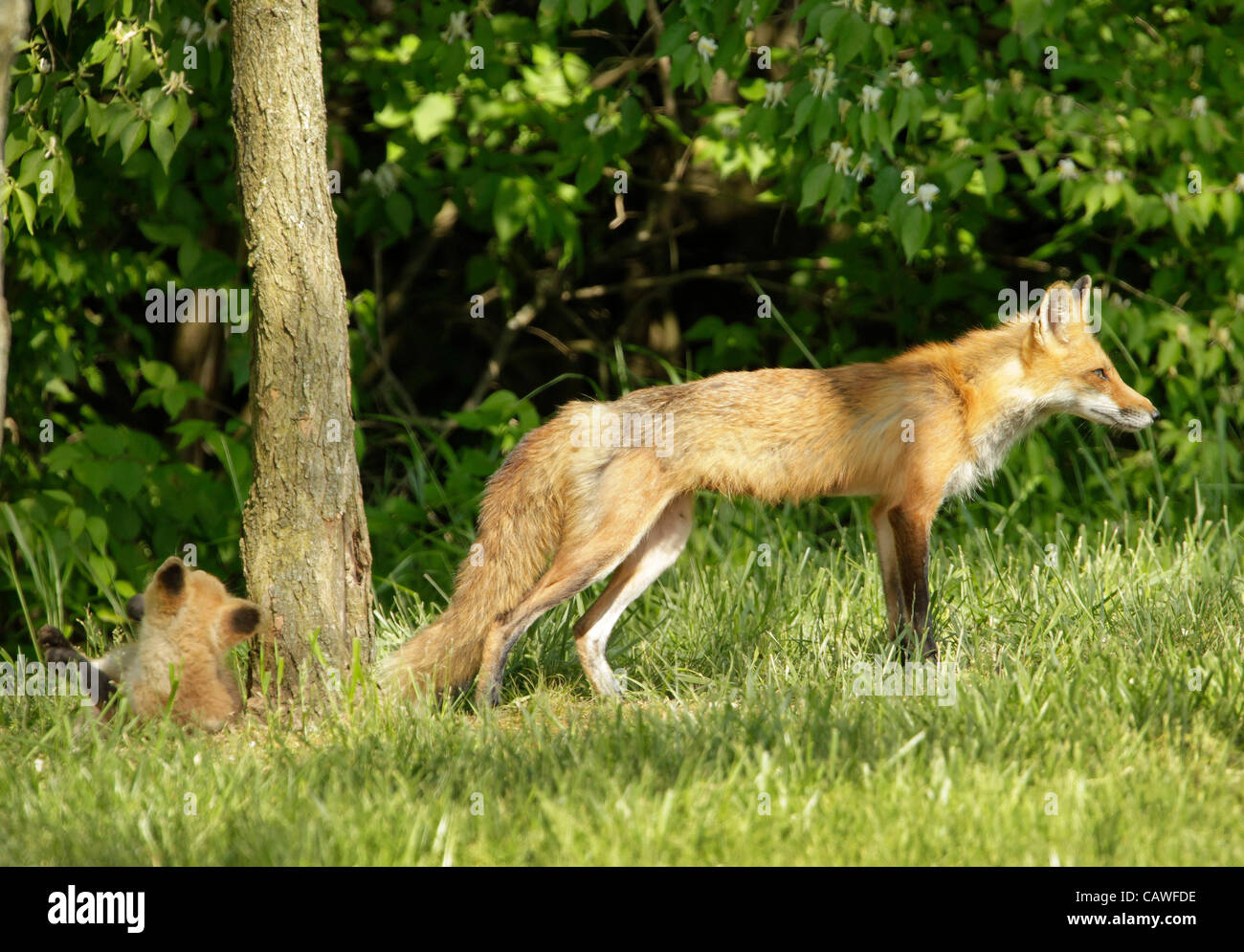 April 25, 2012 - Lexington, Kentucky, USA - A mother gray fox (urocyon ...