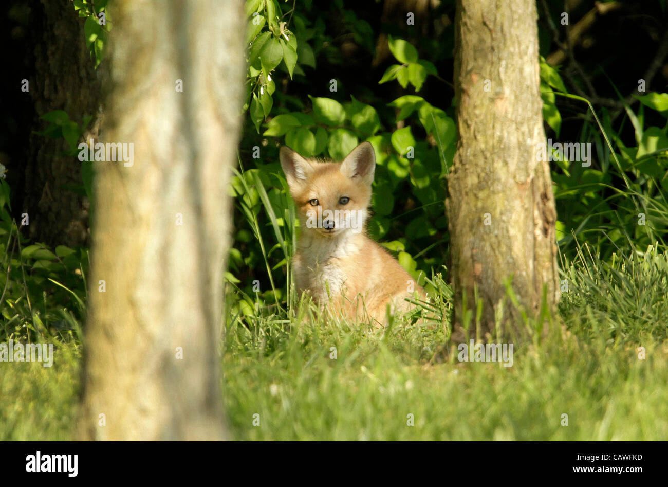 April 25, 2012 - Lexington, Kentucky, USA - A baby gray fox (urocyon ...