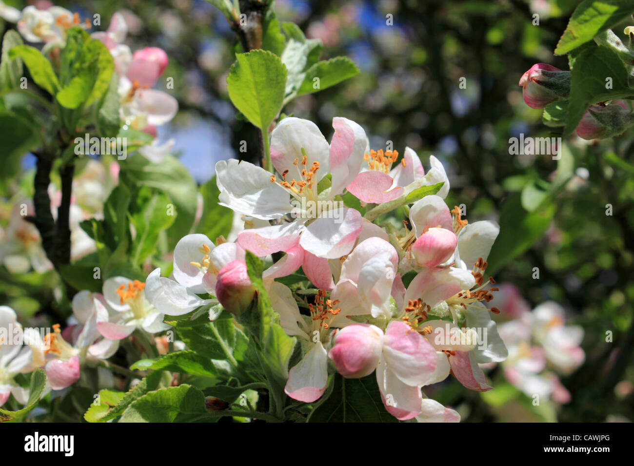The sun shines on apple blossom, after many days of heavy rain in ...