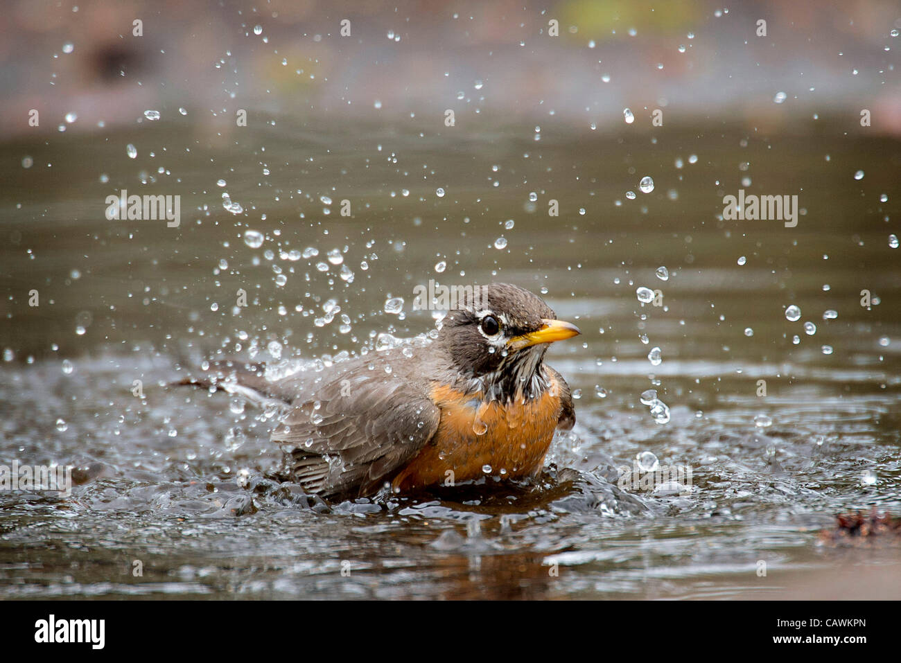 April 27, 2012 - Roseburg, Oregon, U.S - An American robin sends up a ...