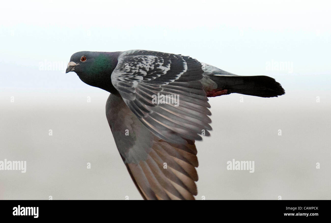 Pidgeon High Resolution Stock Photography and Images - Alamy
