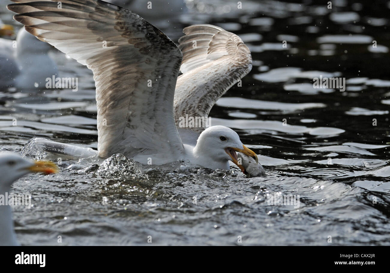 Young bird photos hi-res stock photography and images - Alamy