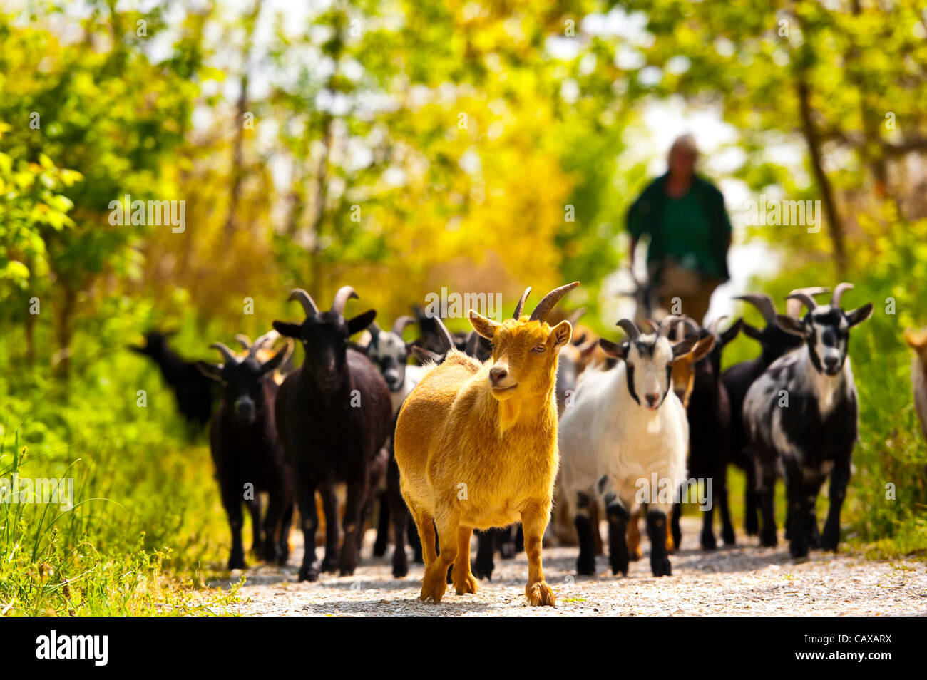 Nigerian Dwarf Goats walk on path with Park Ranger, during sunny spring ...