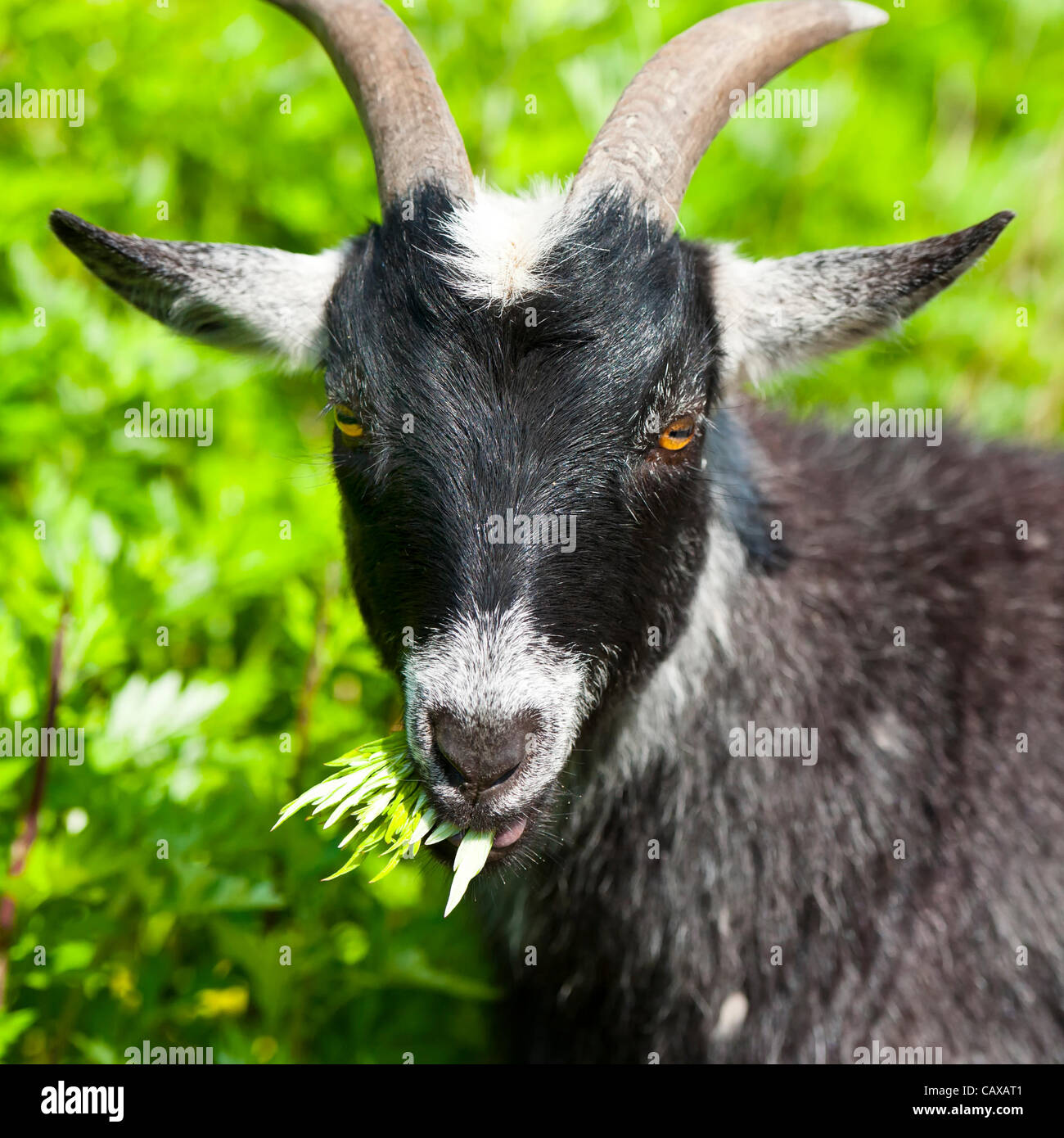 Nigerian dwarf goat hi-res stock photography and images - Alamy