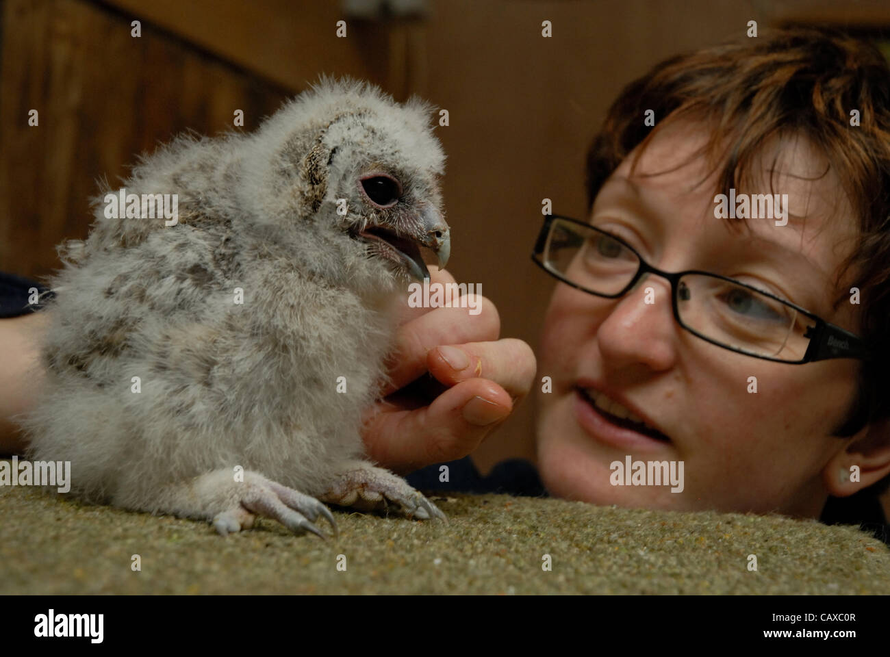 A trio of three week old tawny owl chicks are being hand reared at the ...