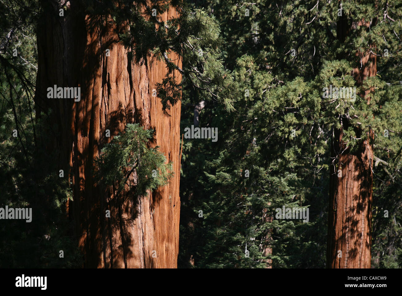 Oct 11, 2008 - Sequoia National Park, California, United States ...
