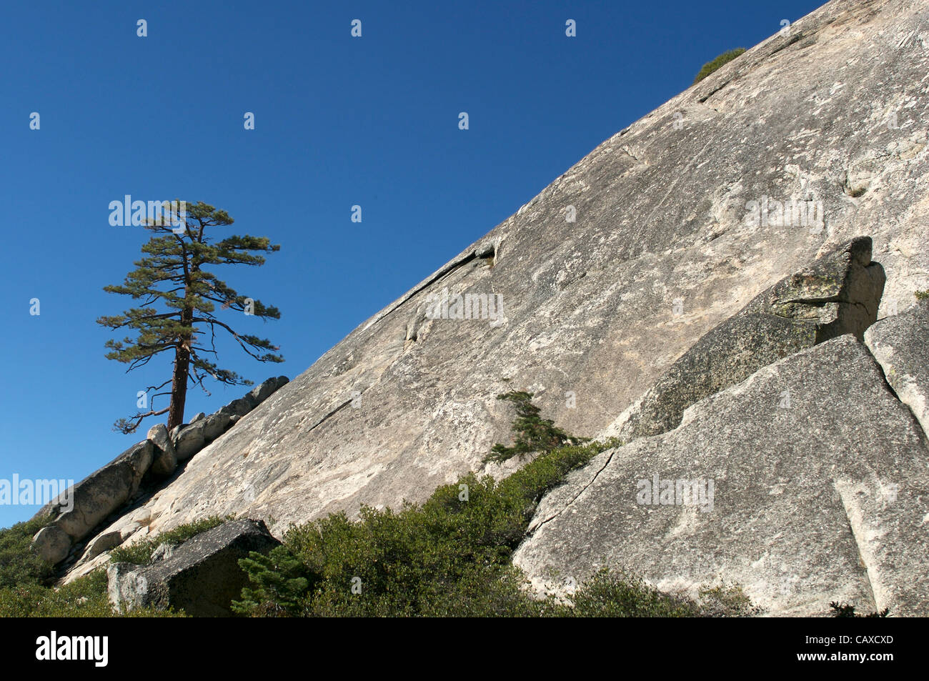 Oct 10, 2009 - Yosemite, California, U.S. - A lone pine tree on a rock ...