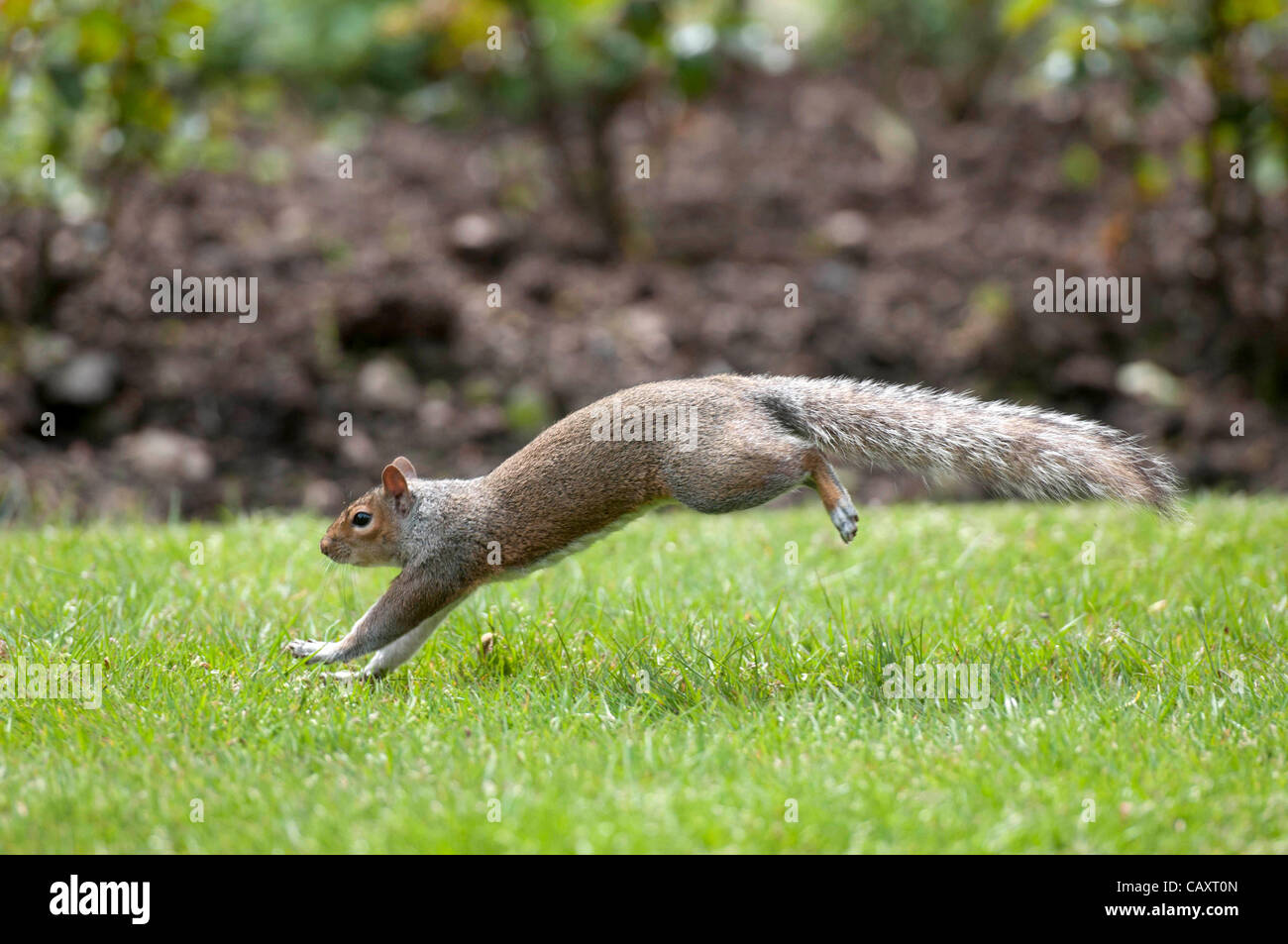 A jumping british grey squirrel Stock Photo - Alamy