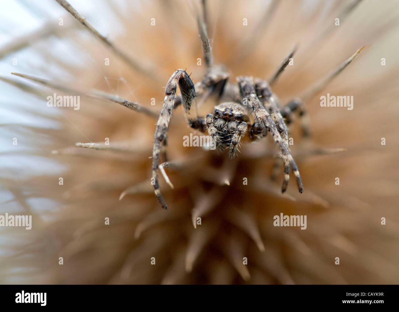 May 9, 2012 - Oakland, Oregon, U.S - A spider hides between the spiky ...