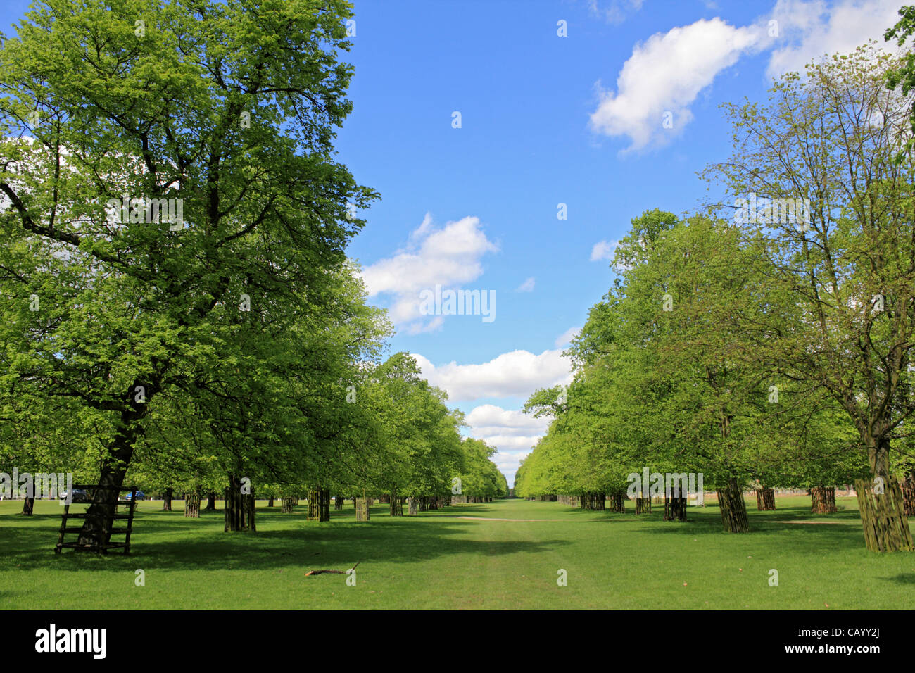 Green trees in Bushy Park, the Royal Park near to Hampton Court ...