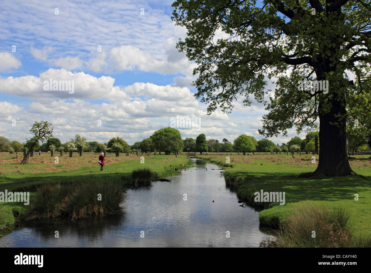 The Longford river in Bushy Park, the Royal Park near to Hampton Court ...
