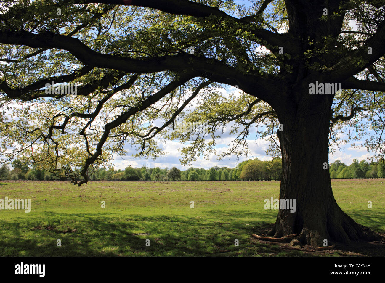 Royal oak tree hi-res stock photography and images - Alamy