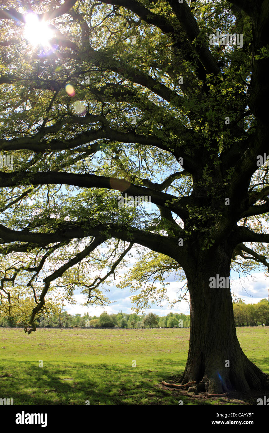 Royal oak tree hi-res stock photography and images - Alamy