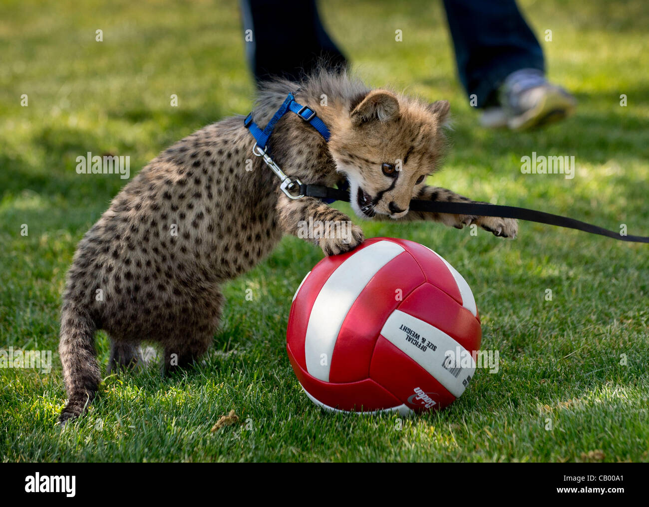 Cheetah Cubs In A Ball