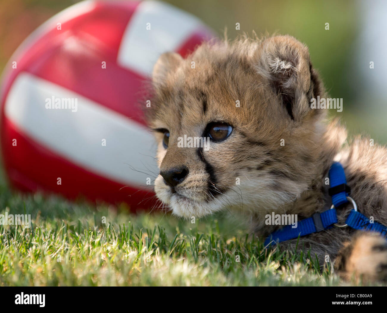 Wild male cheetah cub hi-res stock photography and images - Alamy