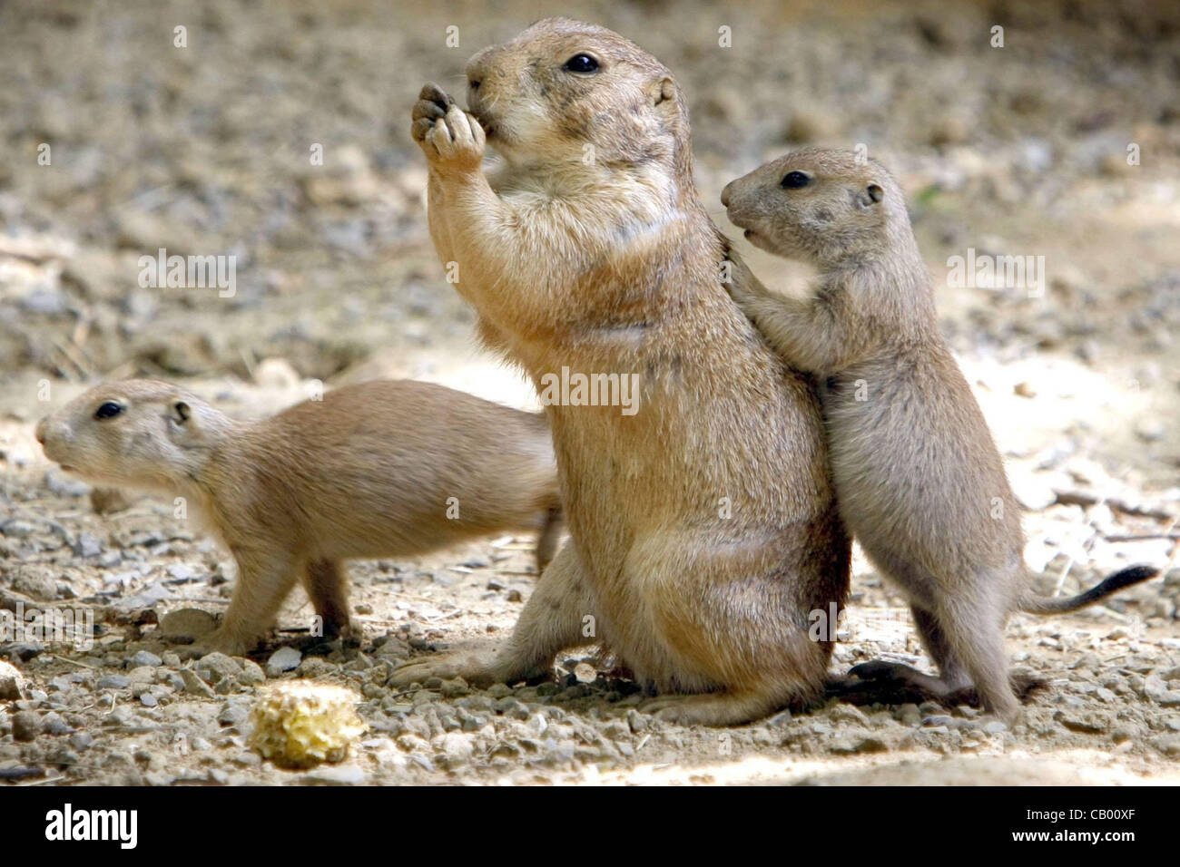 Are There Prairie Dogs In Tennessee