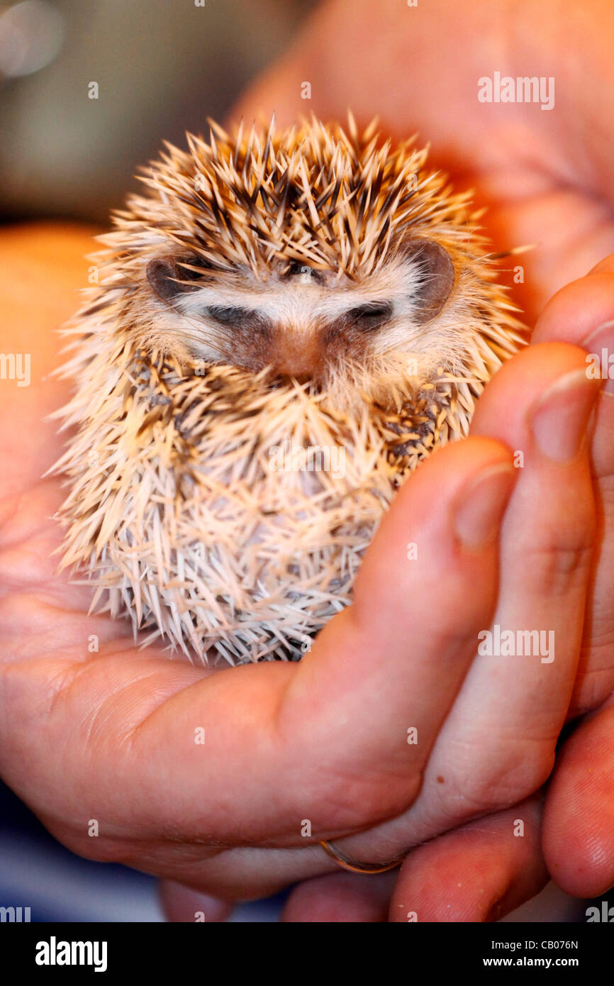 Hedgehog london hi-res stock photography and images - Alamy