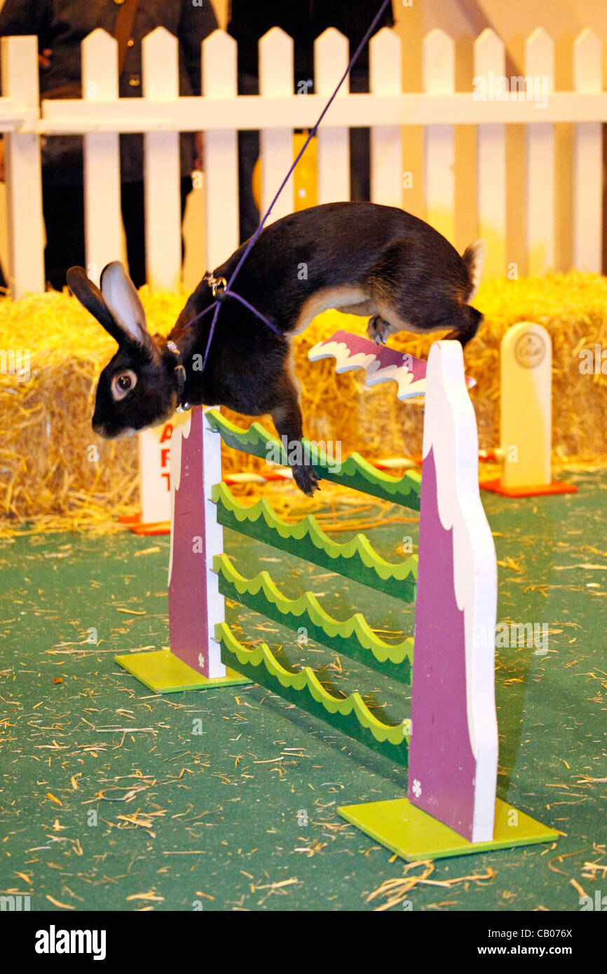 Rabbit show jump hi-res stock photography and images - Alamy