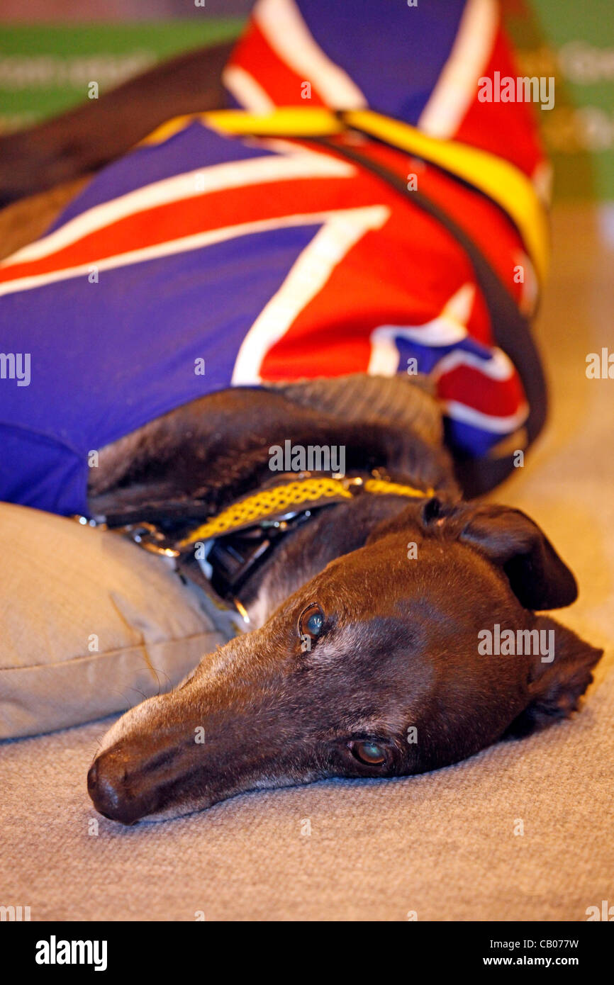 London, UK. Sunday 13th May 2012. Sleeping greyhound wearing a union ...
