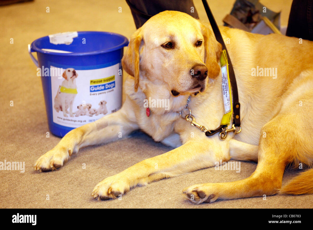London, UK. Sunday 13th May 2012. Guide Dog for the Blind at the London ...