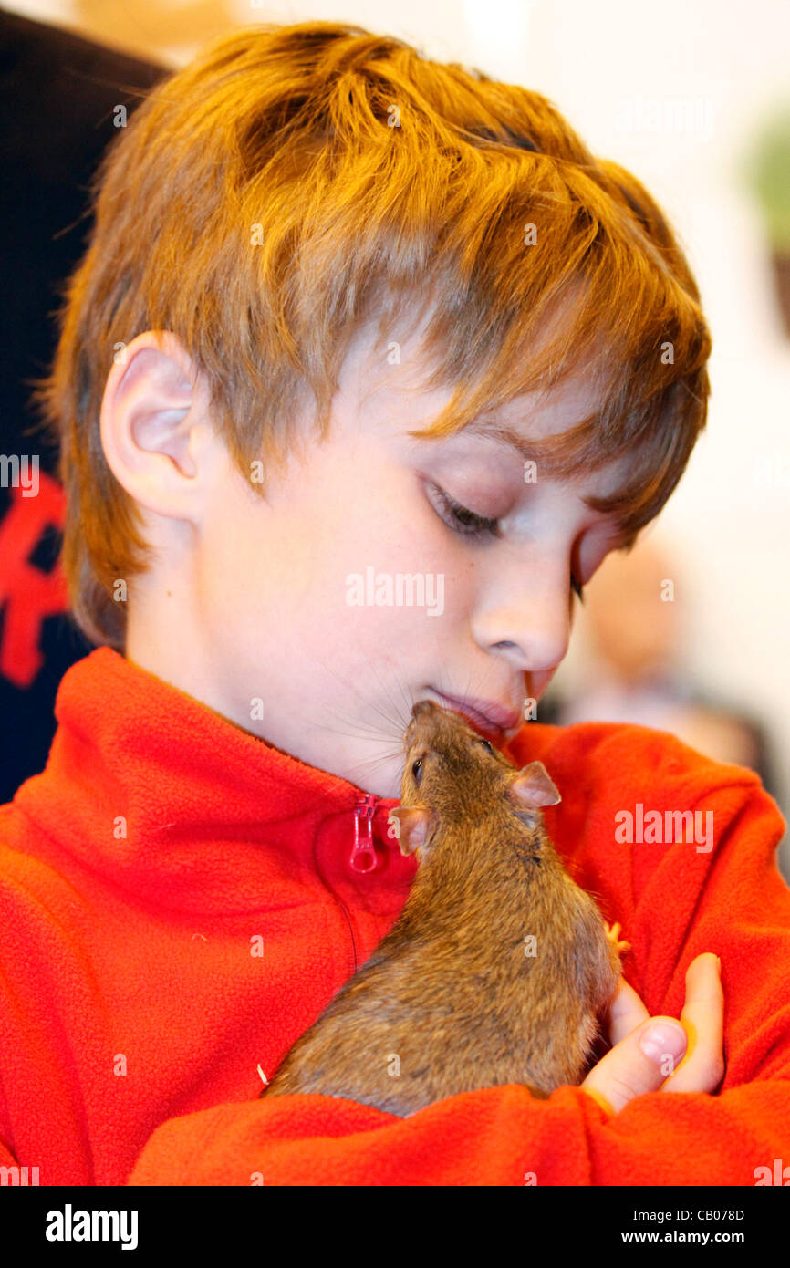 London, UK. Sunday 13th May 2012. Calamity the Agouti Rat with child ...