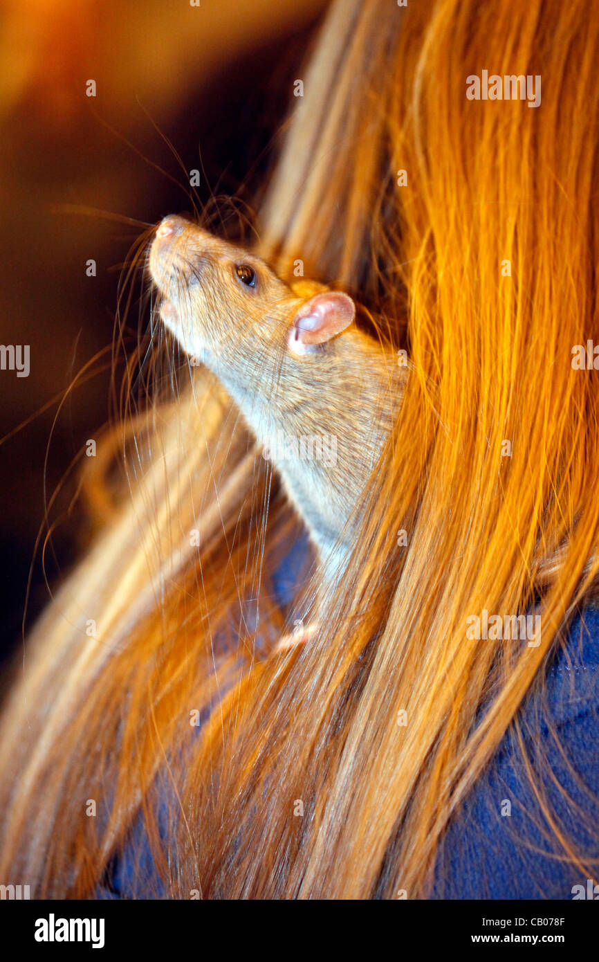 Agouti hair hi-res stock photography and images - Alamy