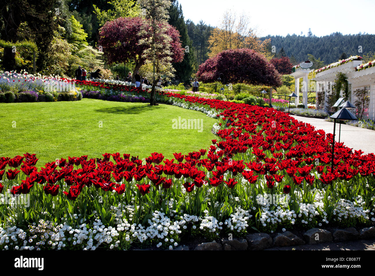 Butchart gardens in spring tulips hi-res stock photography and images ...