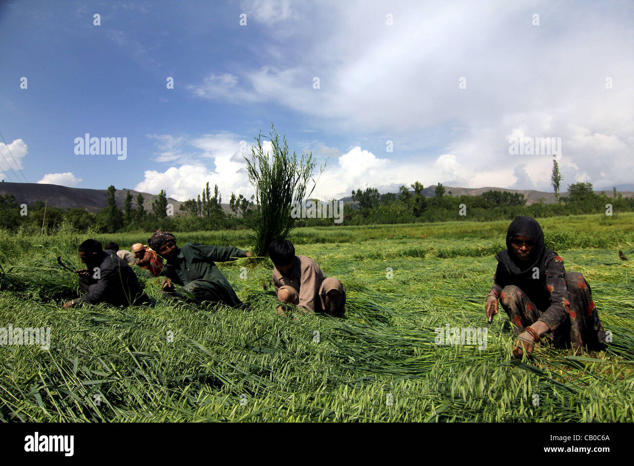 Bakarwal hi-res stock photography and images - Alamy