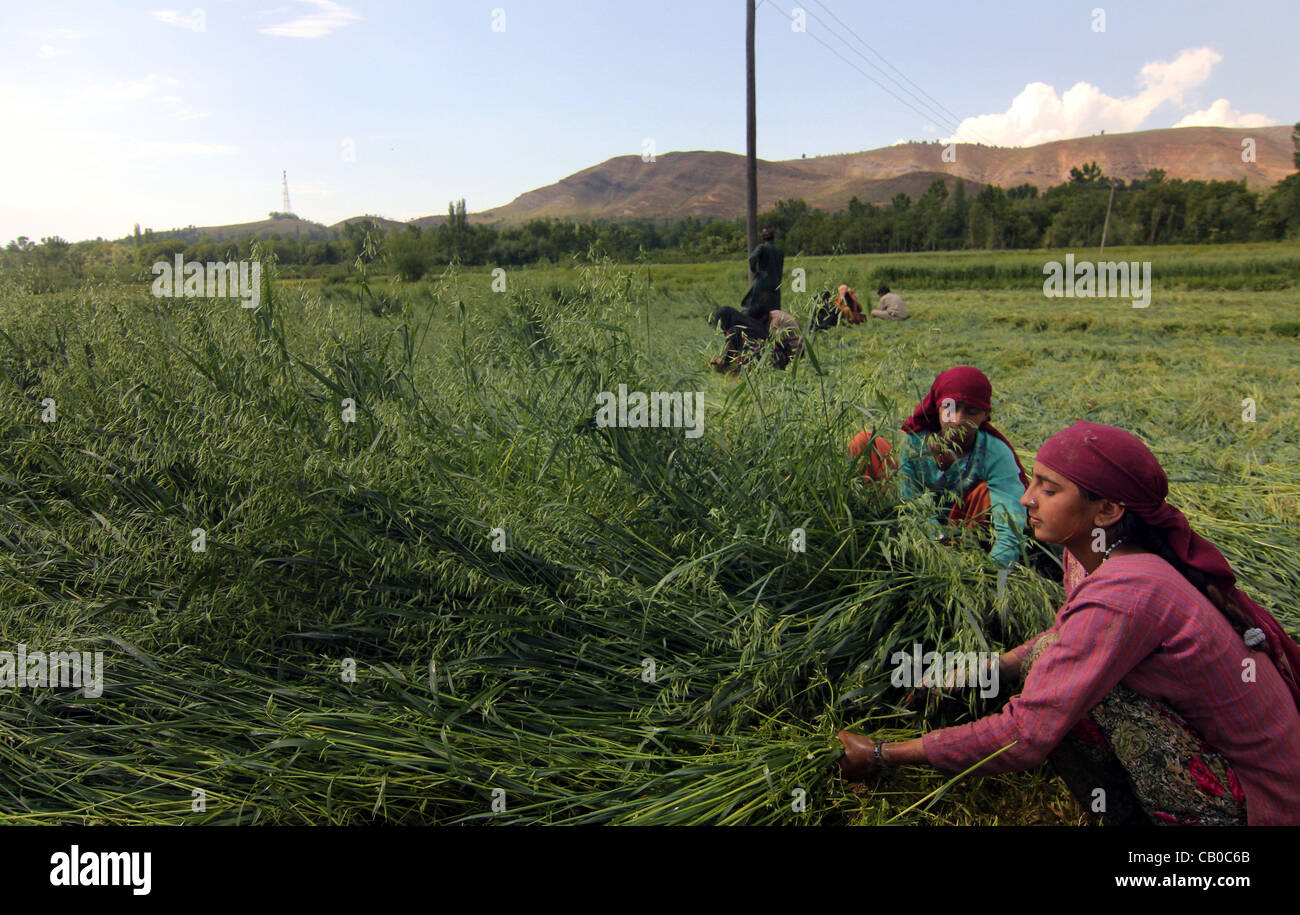 Kashmiri Bakarwal nomads, make a rope with grass outskirts of Srinagar ...