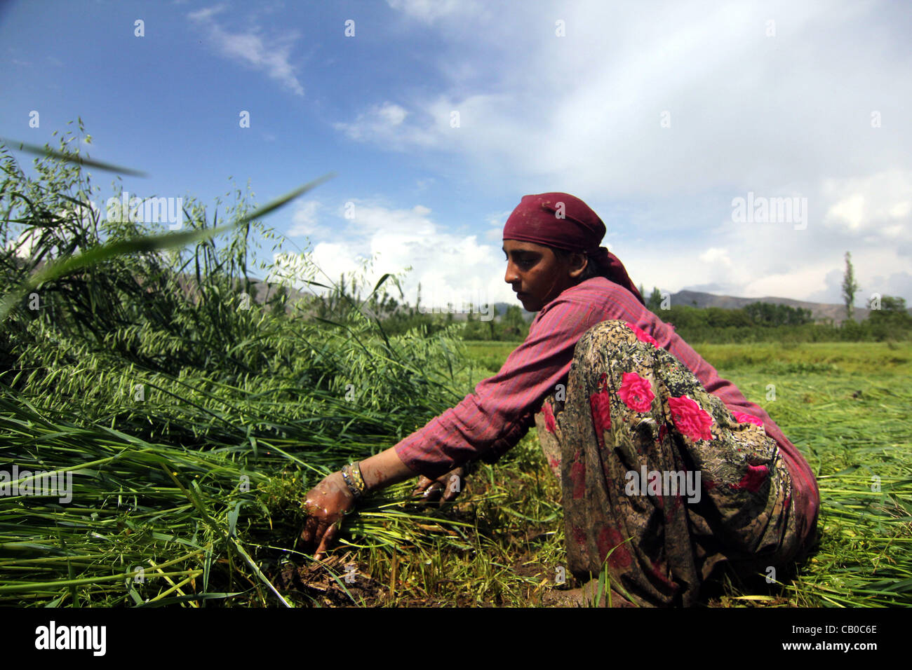 Bakarwal hi-res stock photography and images - Alamy