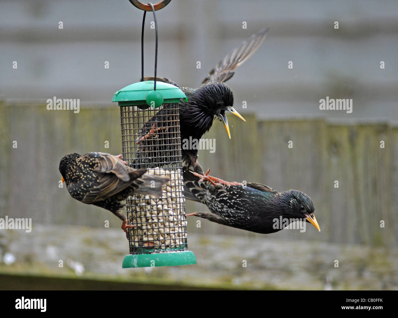 Starlings ( Sturnis vulgaris ) fight over food from a garden birdfeeder ...