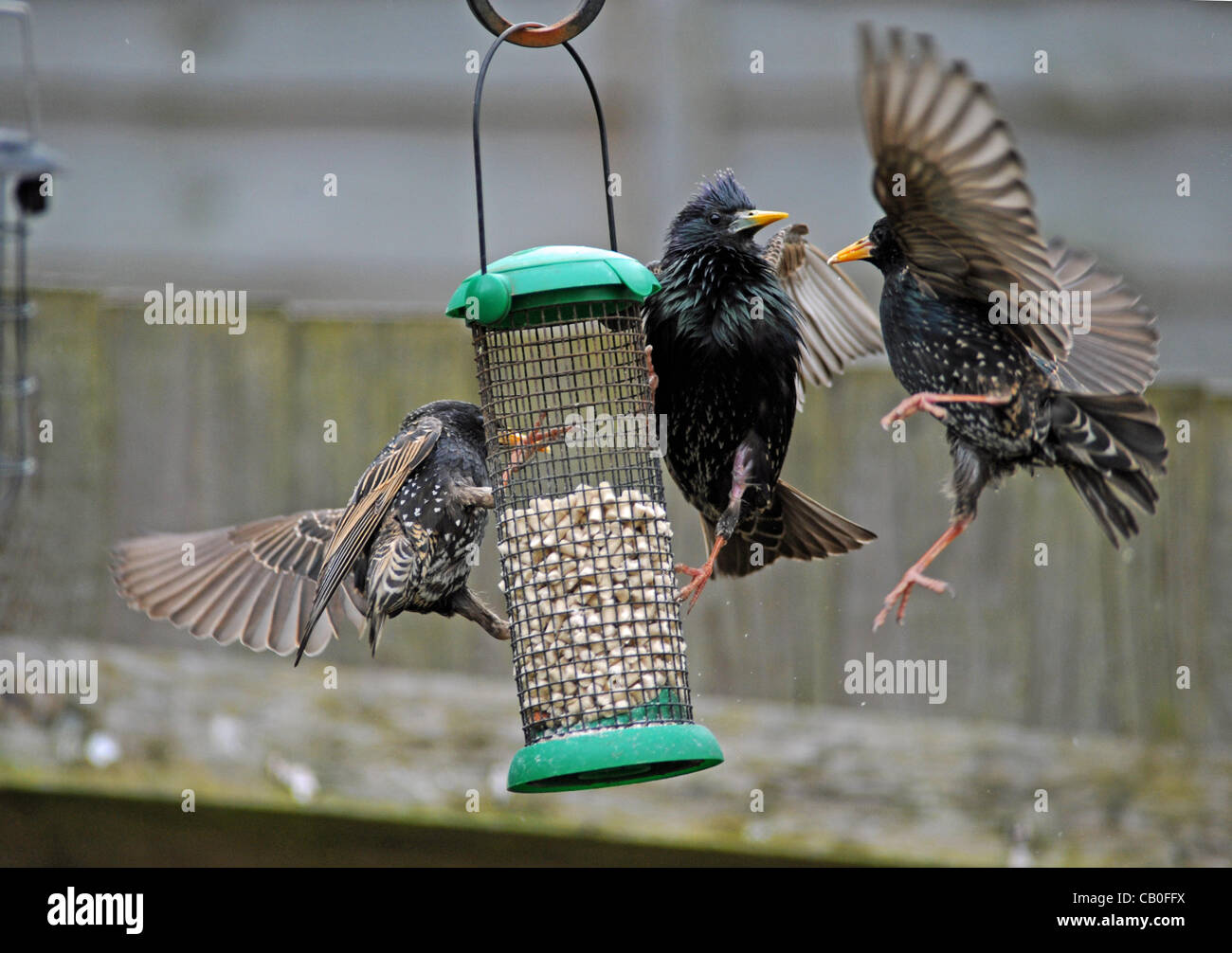 Starlings ( Sturnis vulgaris ) fight over food from a garden birdfeeder ...