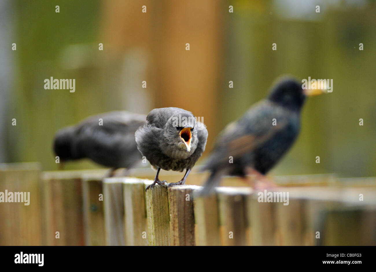 Baby starlings being fed by their parents in a Brighton garden today ...