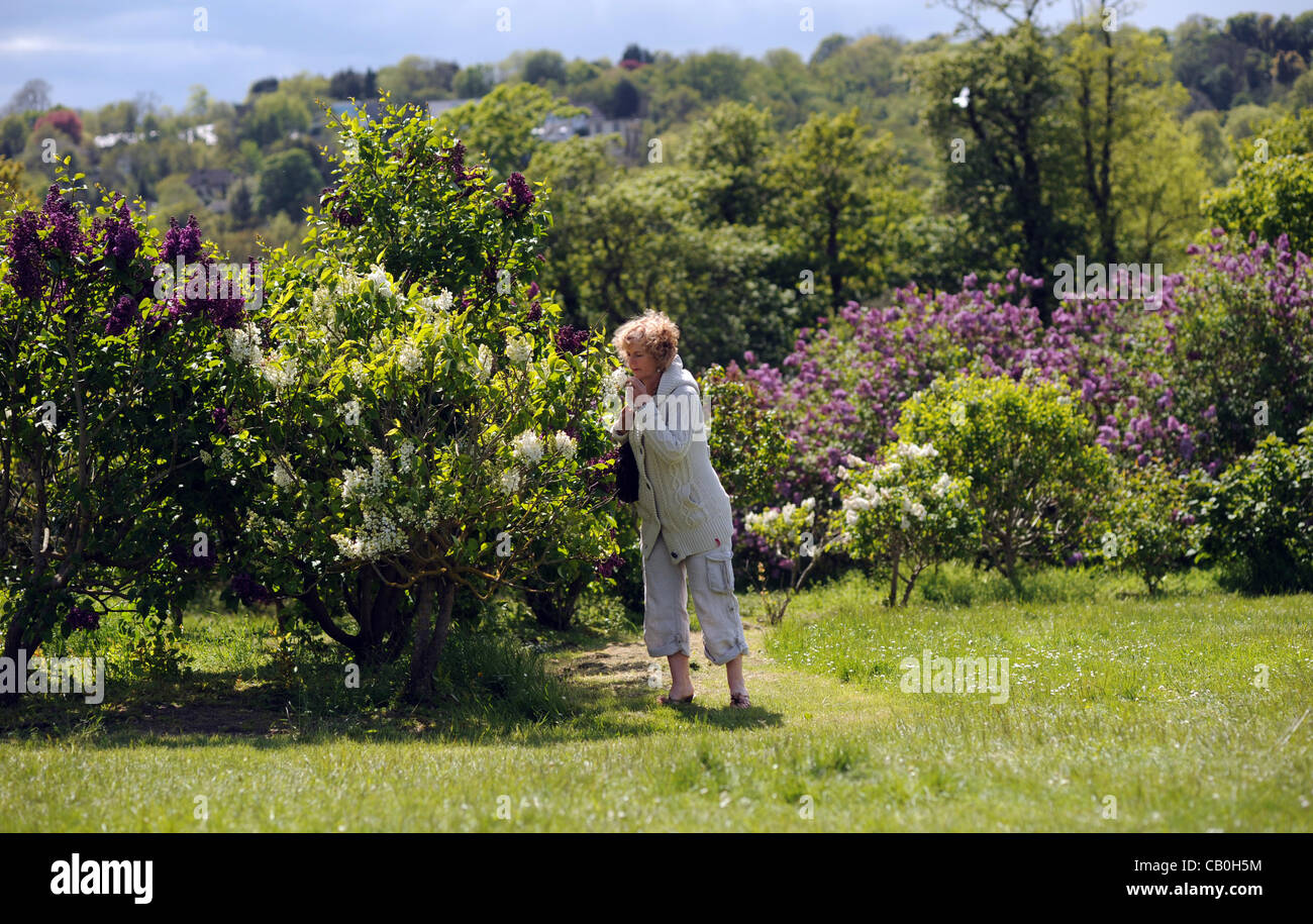 Brighton Sussex UK - The lilacs in full bloom at Withdean Park Brighton ...