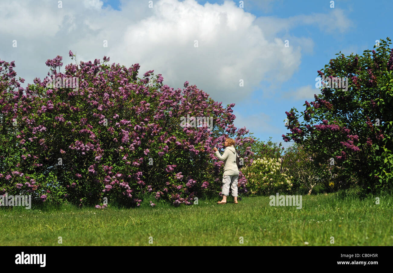 Brighton Sussex UK - The lilacs in full bloom at Withdean Park Brighton ...