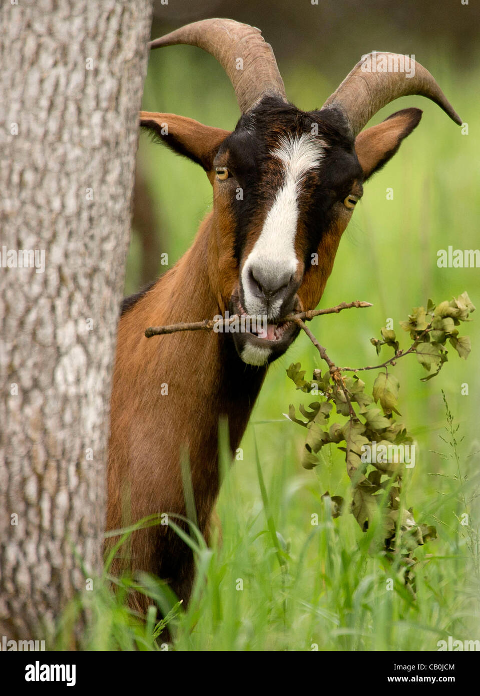 May 15, 2012 - Roseburg, Oregon, U.S - A goat feeds on an oak branch in ...