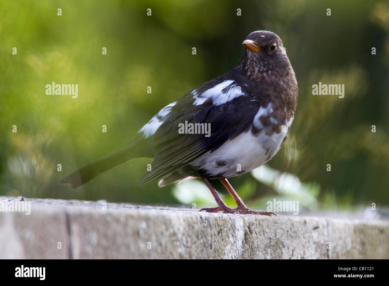 Blackbird Turdus merula (Turdidae) Female on a Garden wall Stock Photo ...