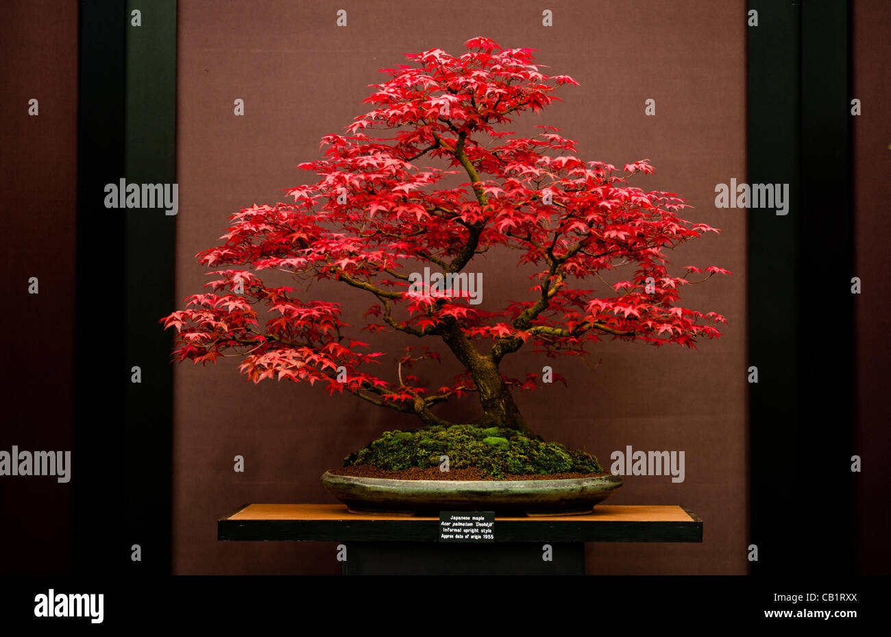 LONDON, UK - 21 May 2012: japanese maple tree at the RHS Chelsea Flower ...