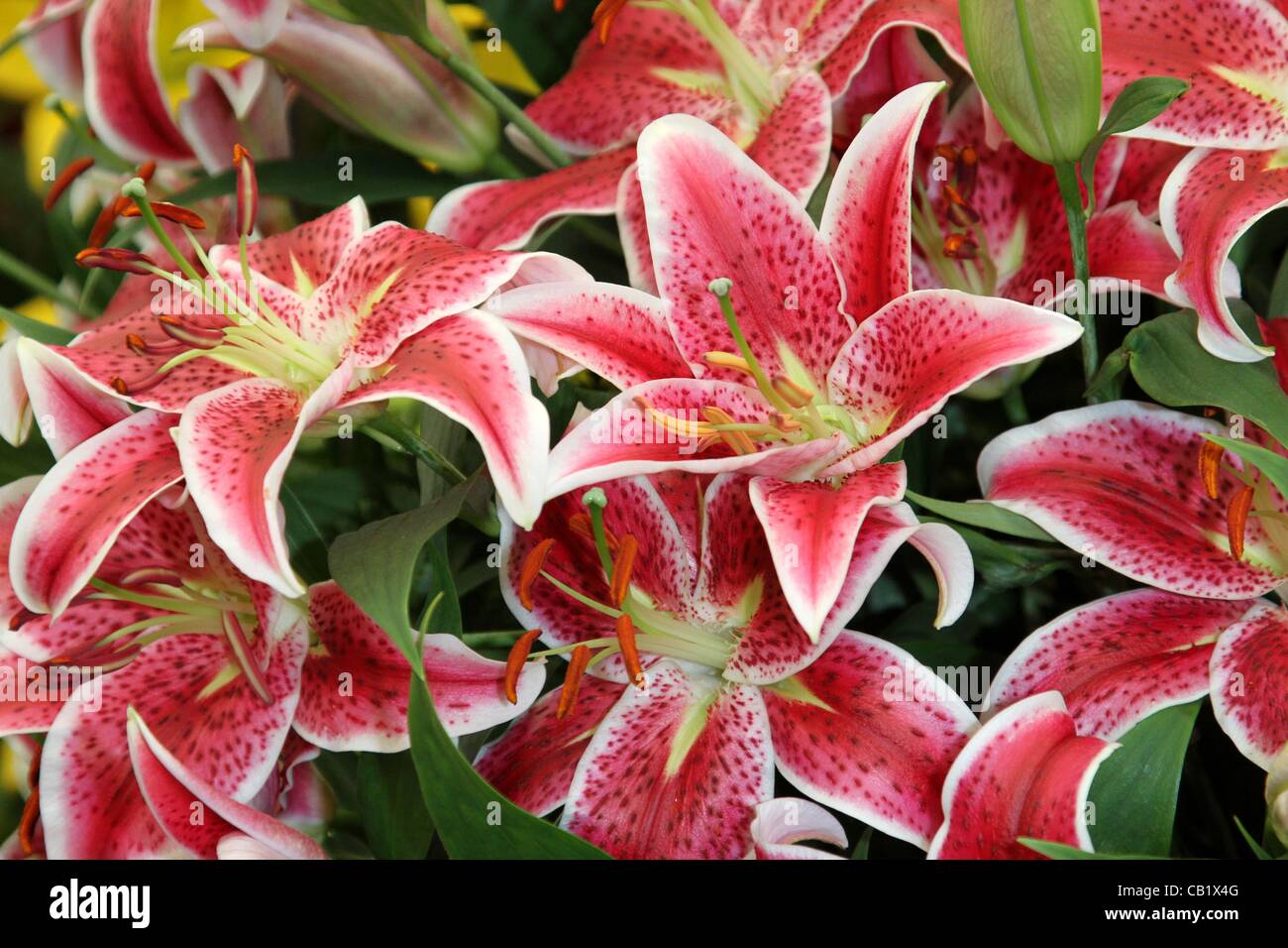 London - Floral Displays at the RHS Chelsea Flower Show Press and VIP ...
