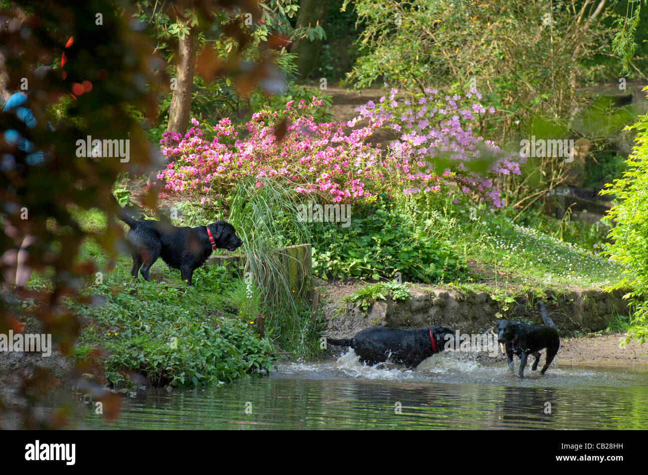 Clyne gardens park swansea wales hi-res stock photography and images ...