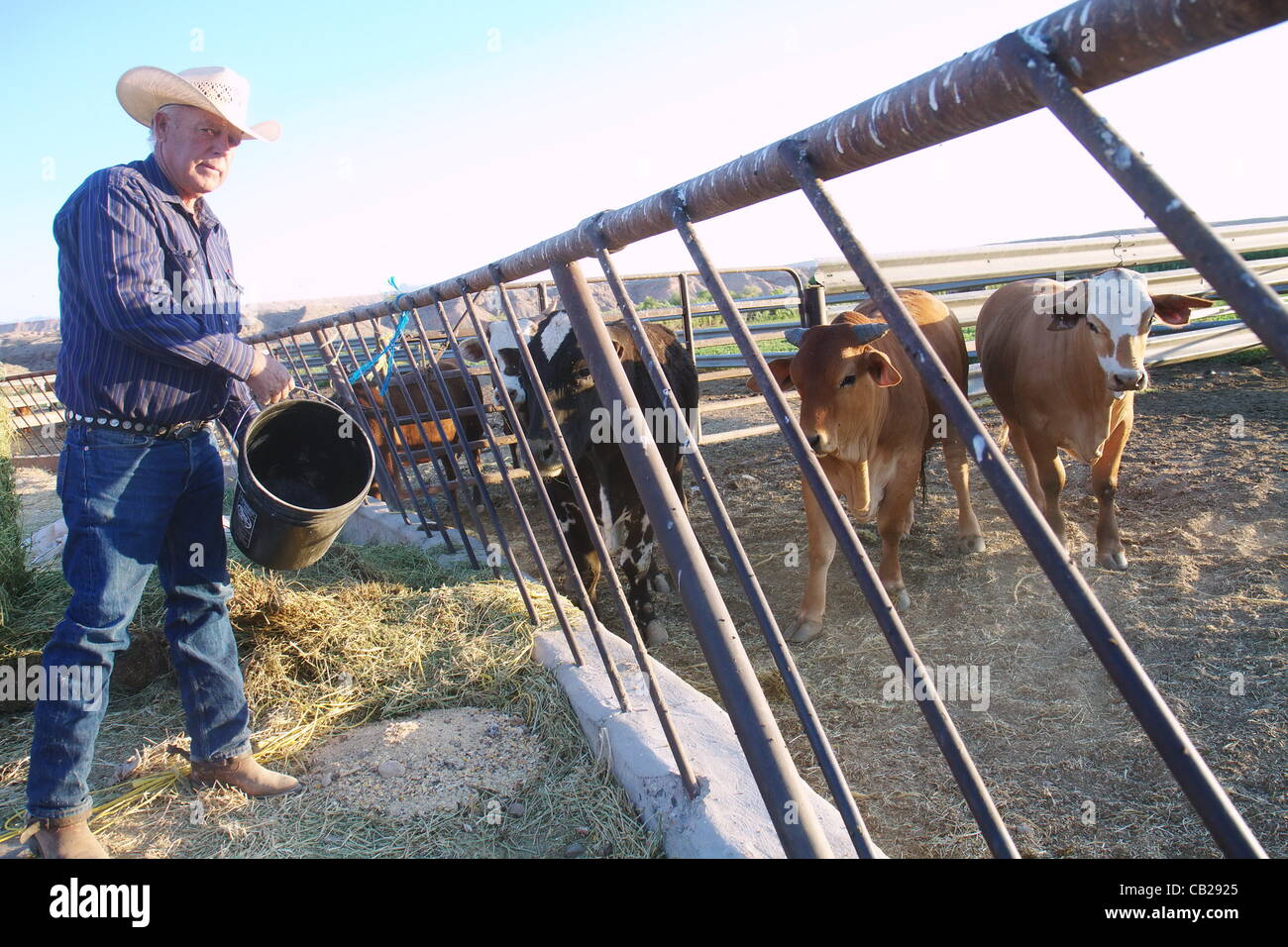 May 16, 2012 - Riverside, NV, U.S - Cliven Bundy feeds his cattle early ...